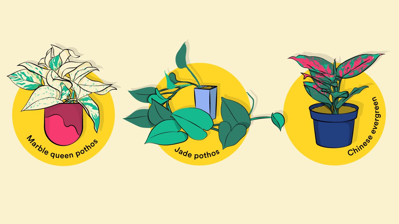 Types Of Indoor Plants
