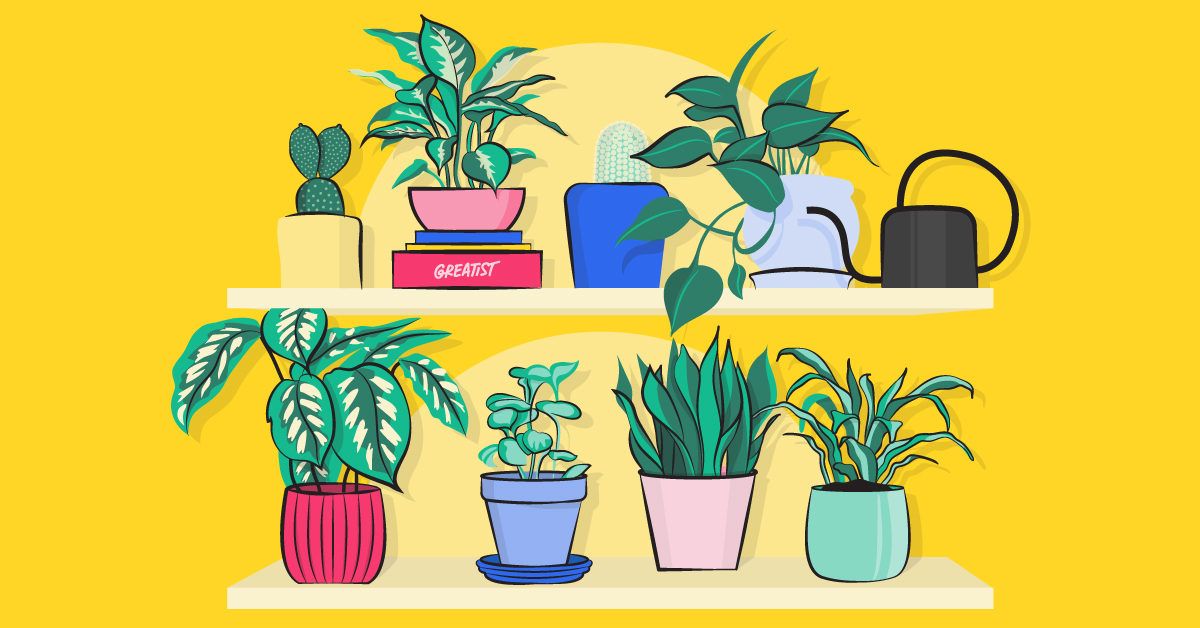 21 Types of Indoor Plants: Large and Small