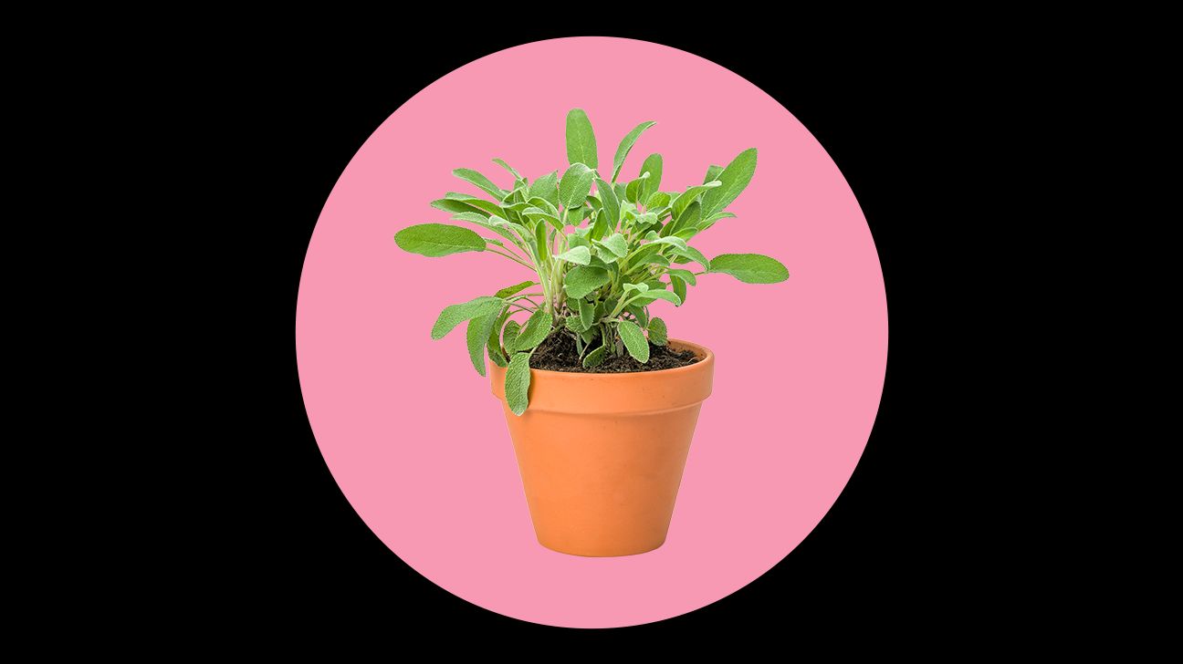 23 Non-Toxic Plants for Dogs: Safe Choices for Your Home