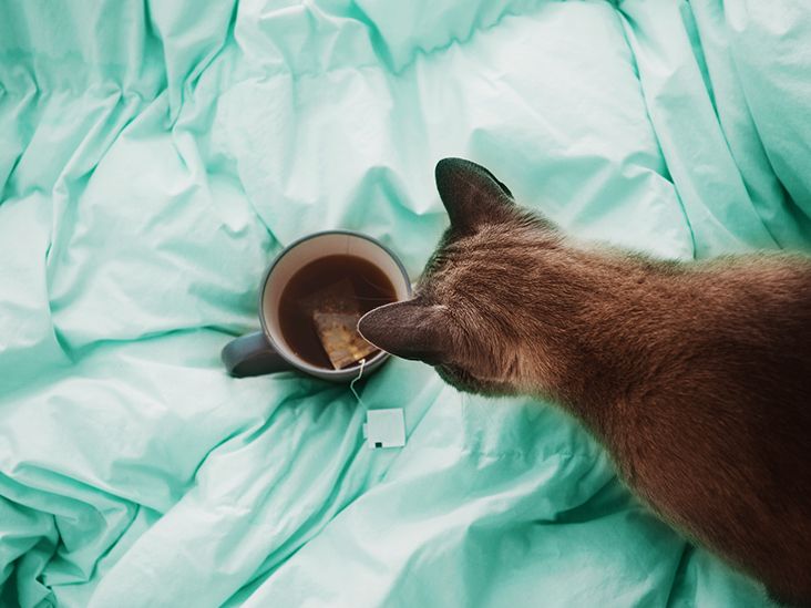 Catnip Tea for Humans: Benefits, Risks and How to Make It