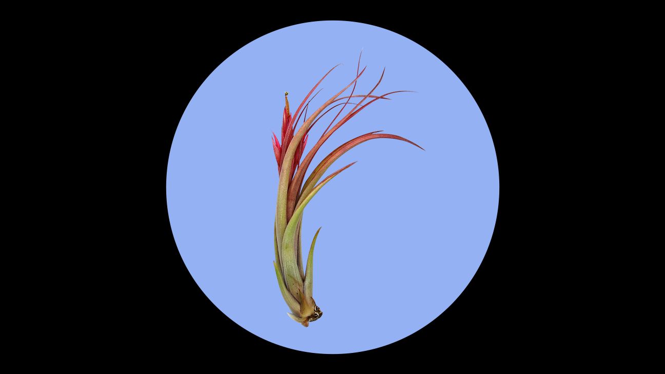 Types of Air Plants: Discover 100 Unique Varieties for Your Home