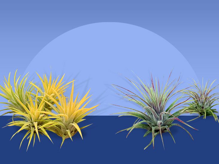 Types of Air Plants: Discover 100 Unique Varieties for Your Home