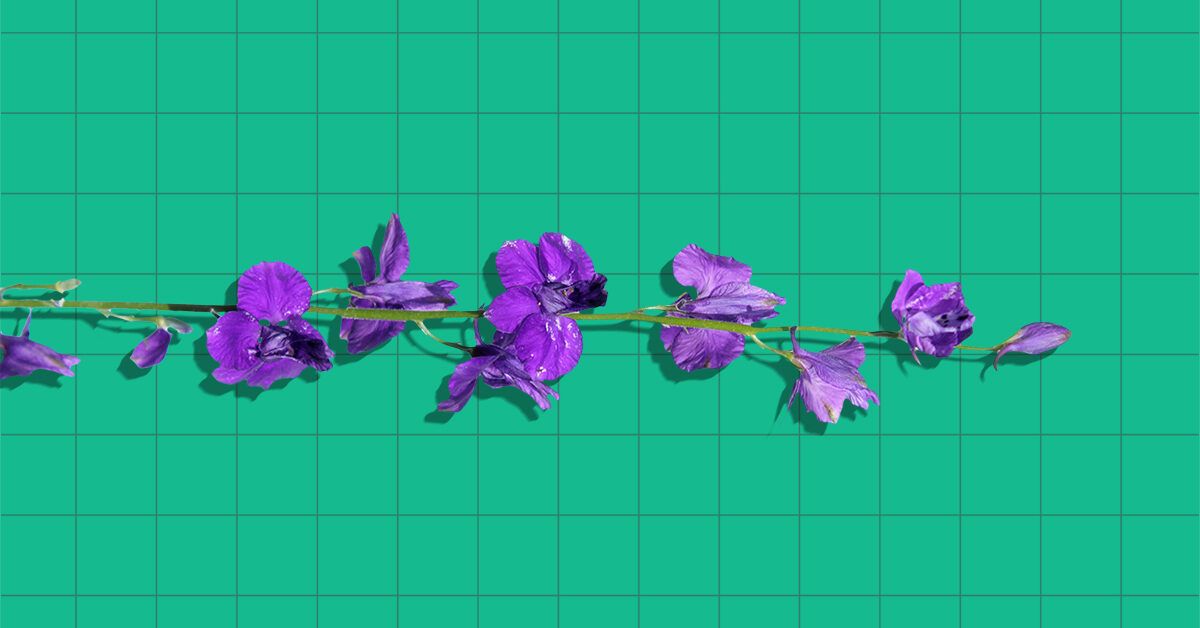 Staphysagria: Uses, Benefits, Risks and Effectiveness