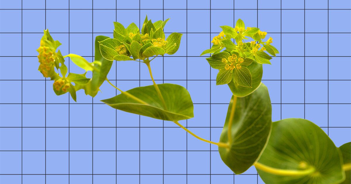 Bupleurum: Description, Uses, Benefits, Risks, and Dose