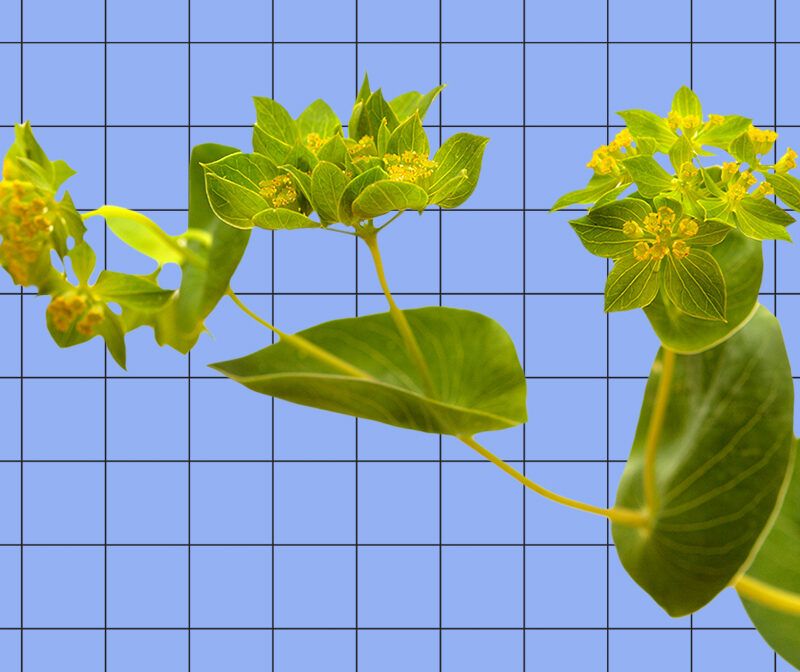 Bupleurum: Description, Uses, Benefits, Risks, and Dose