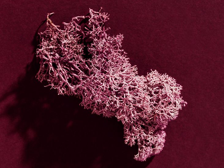 Sea Moss Benefits: Discover the Health Perks of This Superfood