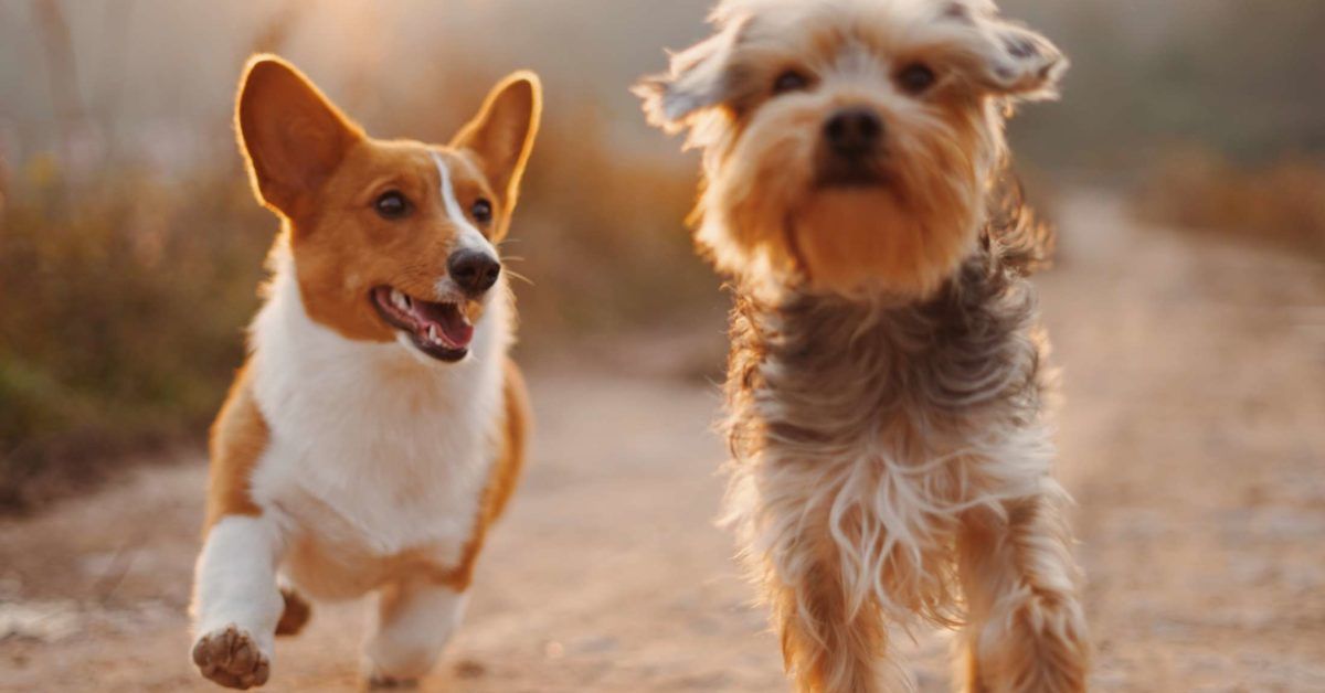 How selective breeding has altered dogs' behavior