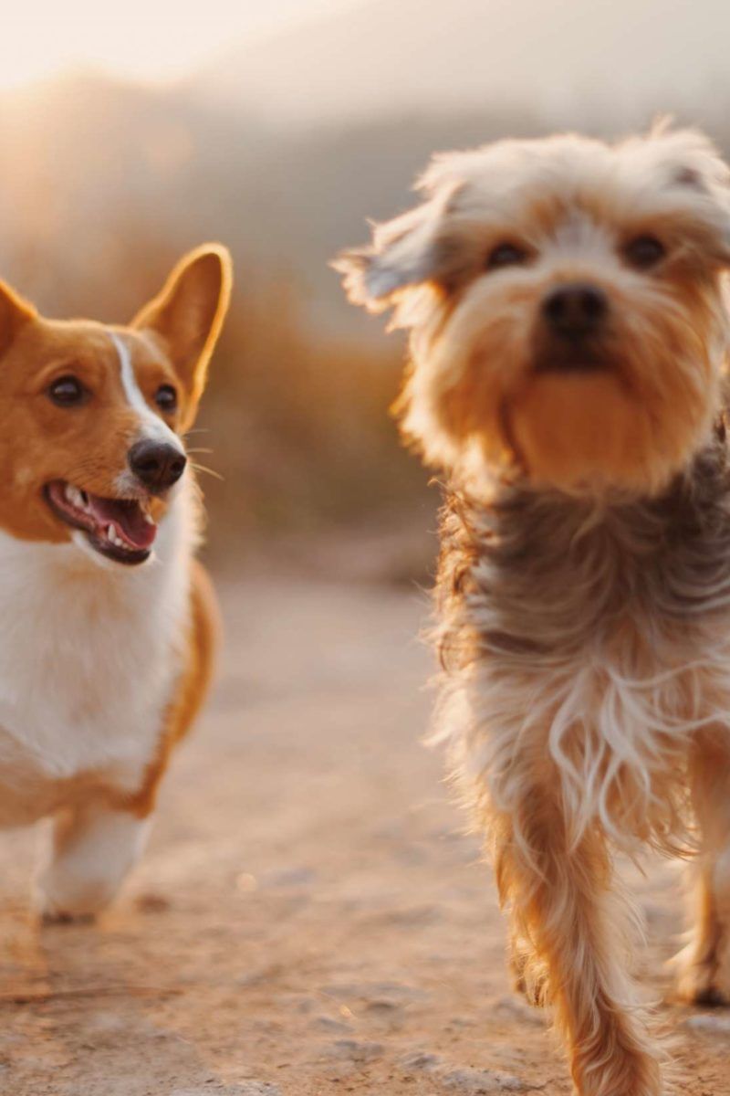 How selective breeding has altered dogs' behavior