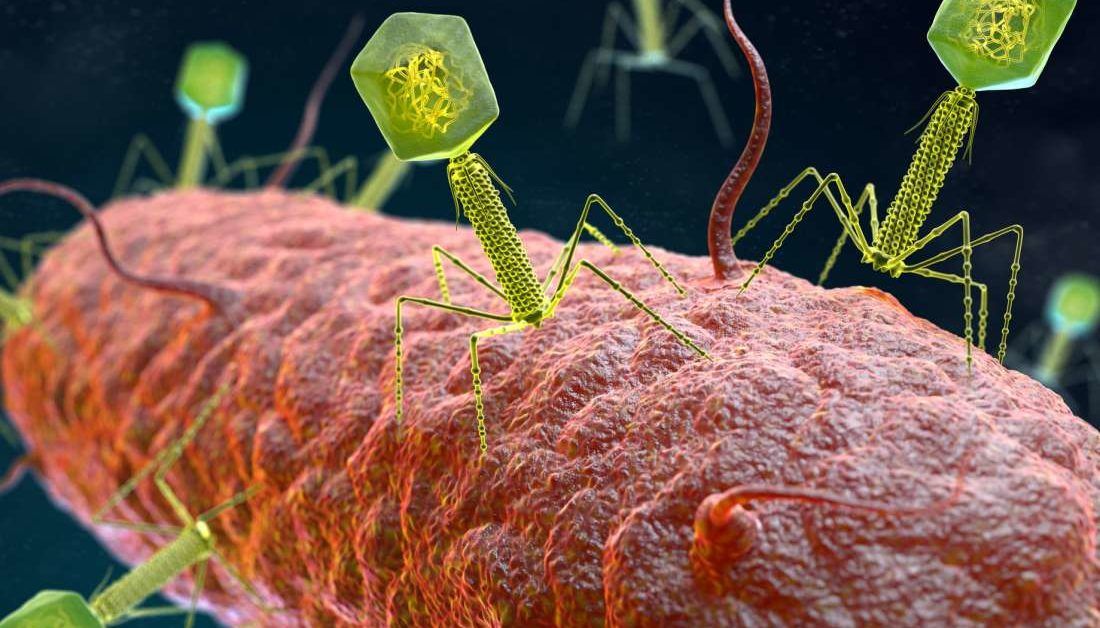 Introducing 'good' viruses: The bacteriophage