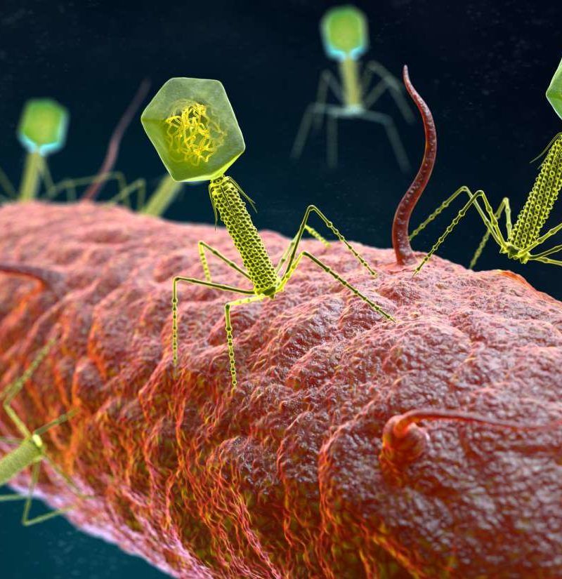 Introducing 'good' viruses: The bacteriophage
