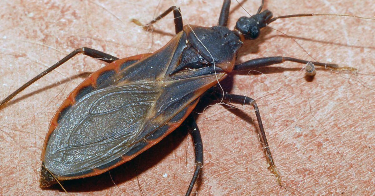 Kissing bug: What to know