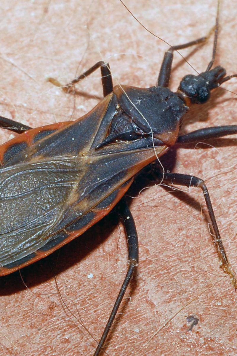 Kissing bug: What to know