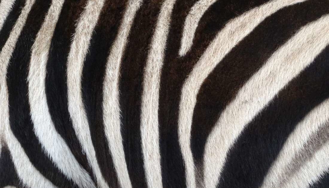 Why are scientists painting stripes on cows?