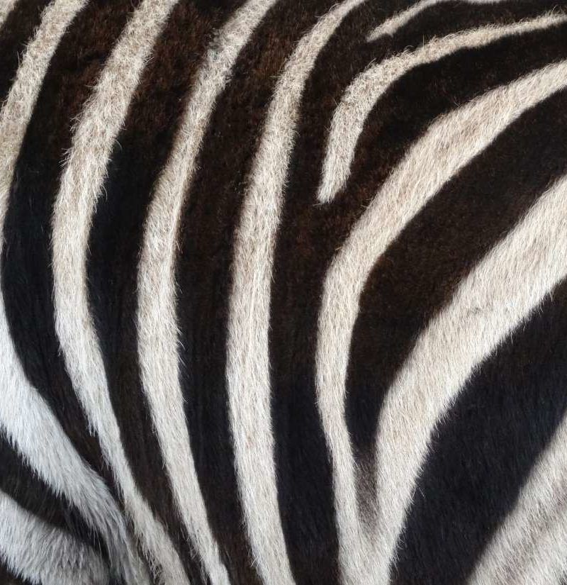 Why are scientists painting stripes on cows?