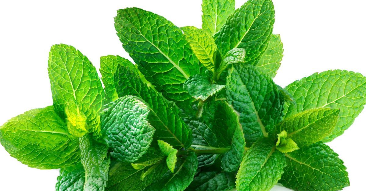 What are the health benefits of spearmint?