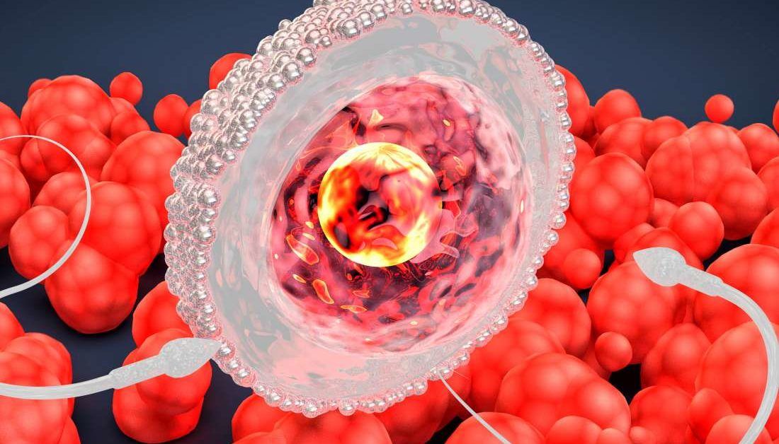 Fertilization: Your pregnancy week by week