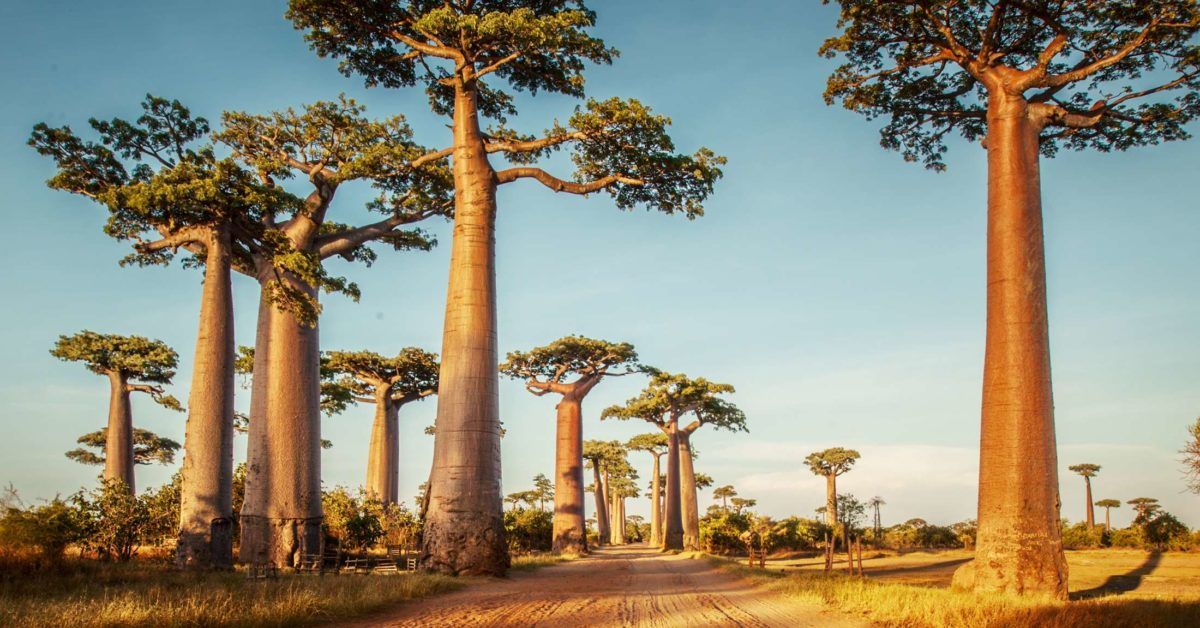 Baobab: Benefits, nutrition, dietary tips, and risks