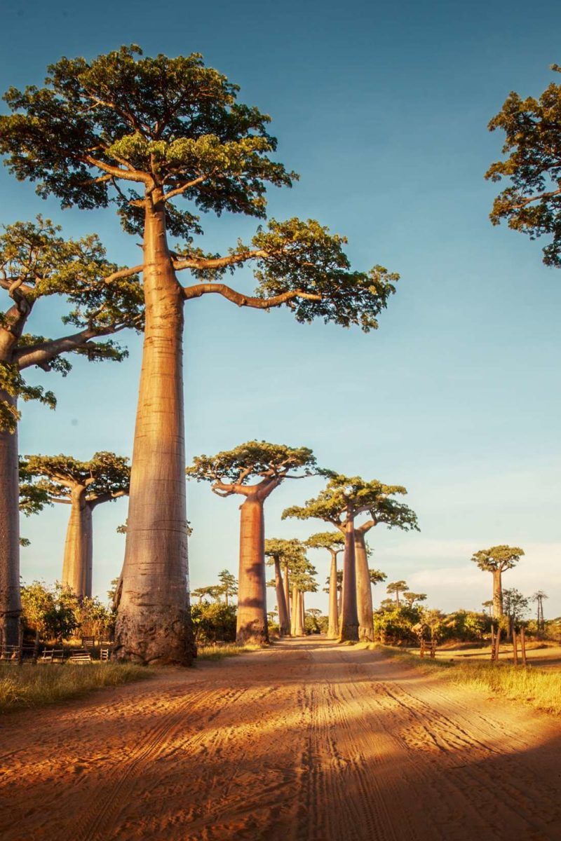 Baobab: Benefits, nutrition, dietary tips, and risks