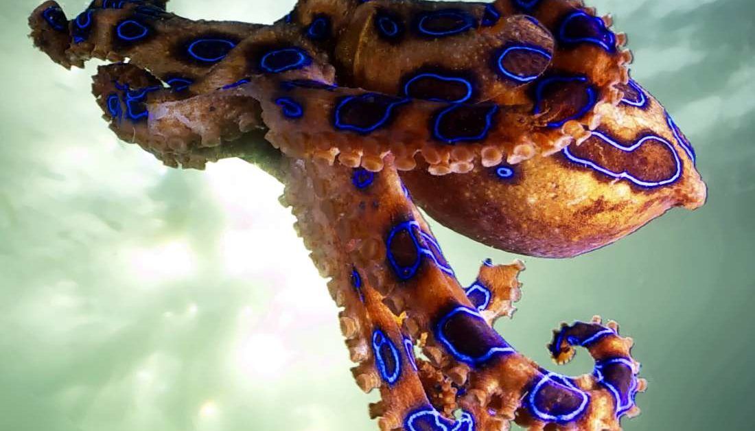 Five unusual toxic animals and their chemical weapons