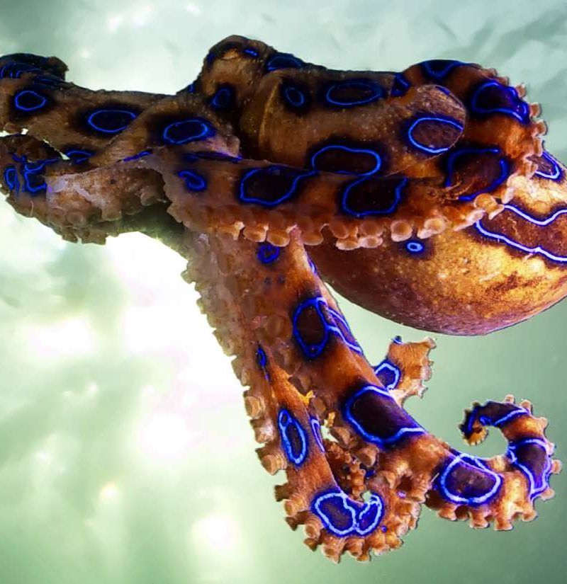 Five unusual toxic animals and their chemical weapons