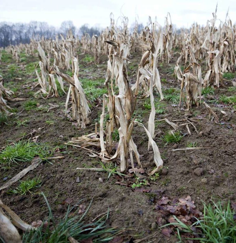 Marasmus: Causes, symptoms, and treatment