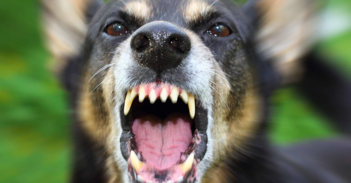 How does rabies cause aggression?