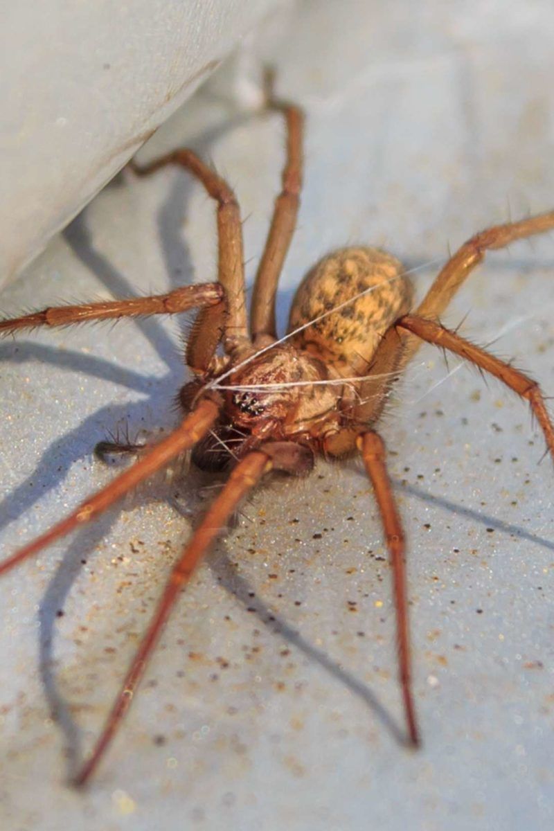 Hobo Spider Bite Symptoms Treatment And Stages