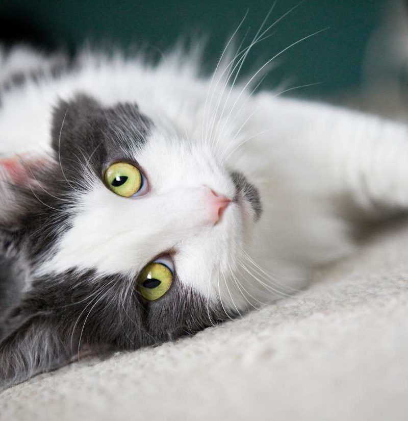 What Does Hiv Thrush Look Like In Cats - Infoupdate.org