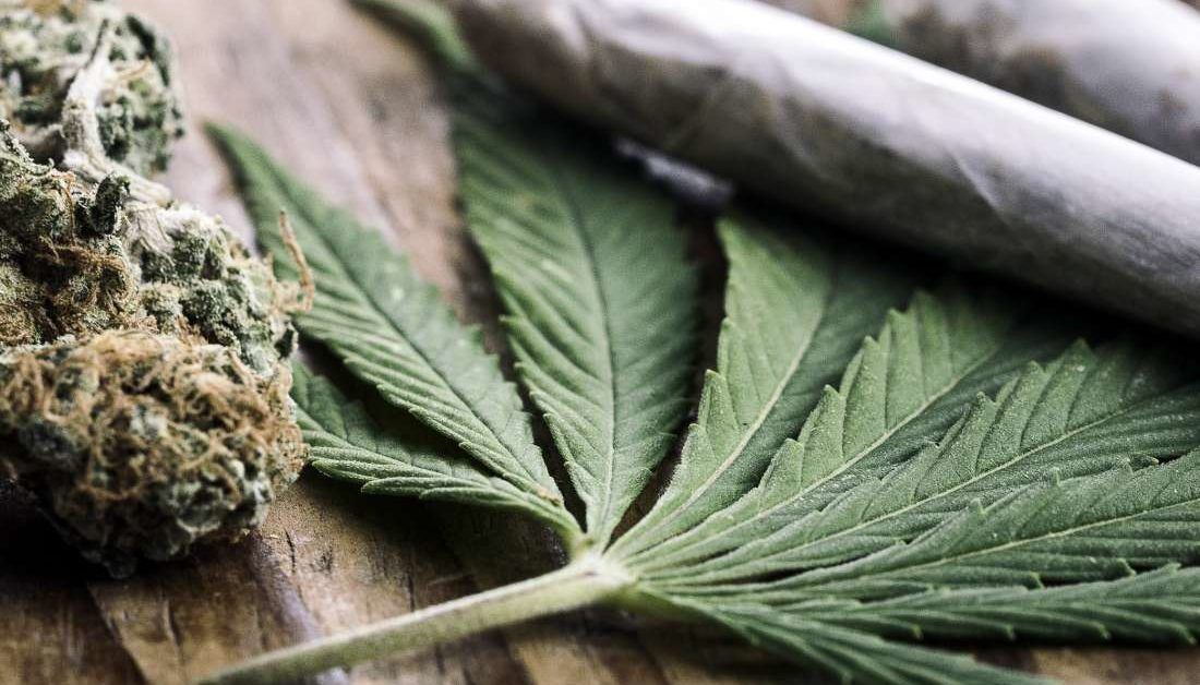 Allergic to marijuana: Symptoms, causes, and diagnosis