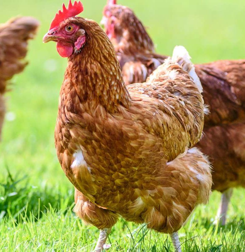Chicken allergy: Symptoms, management, and what to avoid