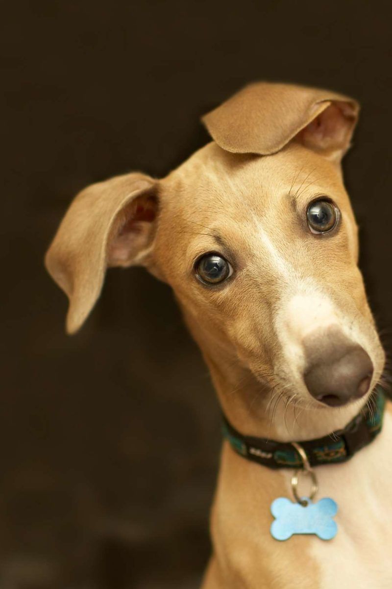 How do dogs process words? Brain study investigates