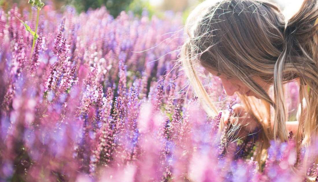 Does lavender really help with anxiety?