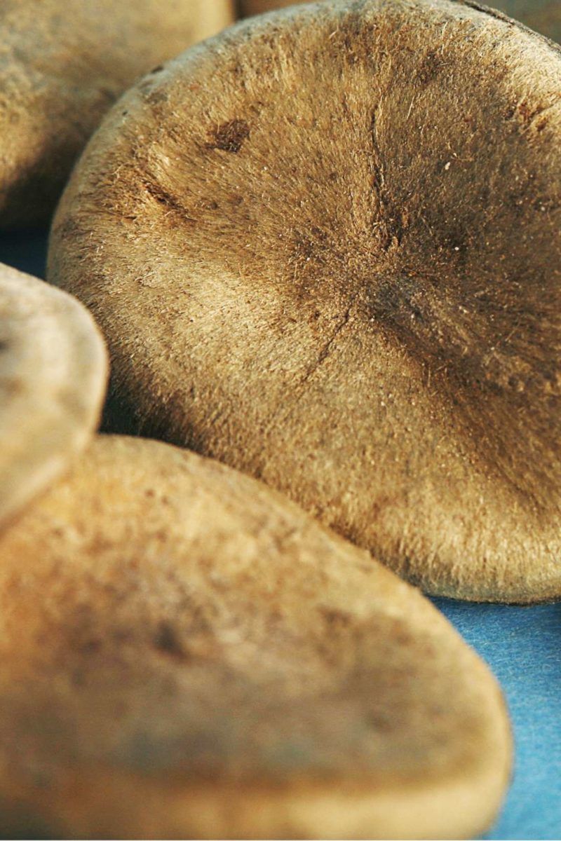 Nux vomica: Research, potential benefits, and side effects