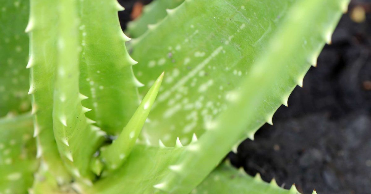 Egyptian Medicine Facts Medicine In Ancient Egypt