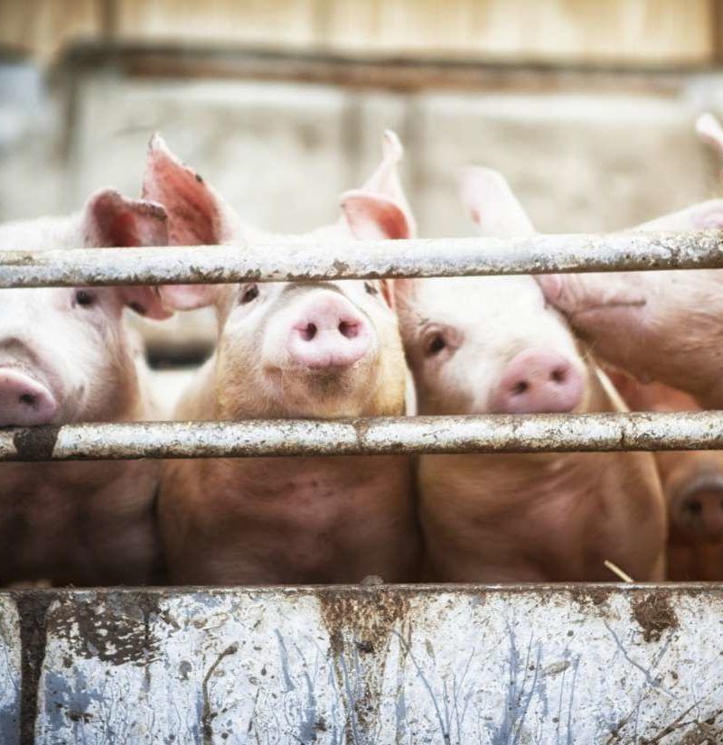 The effects of antibiotic use in animals on human health and the drug ...