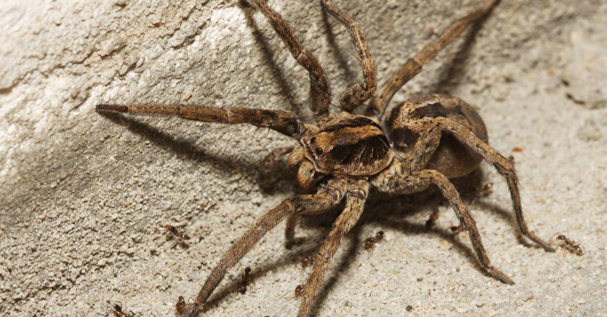 Wolf spider bite: Symptoms, treatment, and prevention