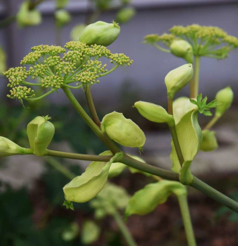 Ashitaba Plant