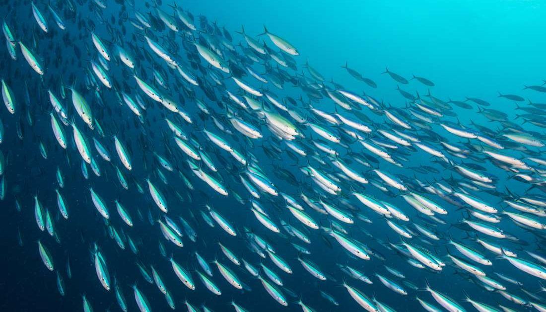 Fish slime: An answer to antibiotic resistance? | Reef2Reef