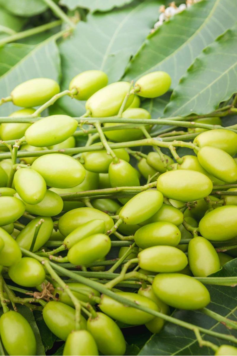 Neem: Benefits, risks, and how to use