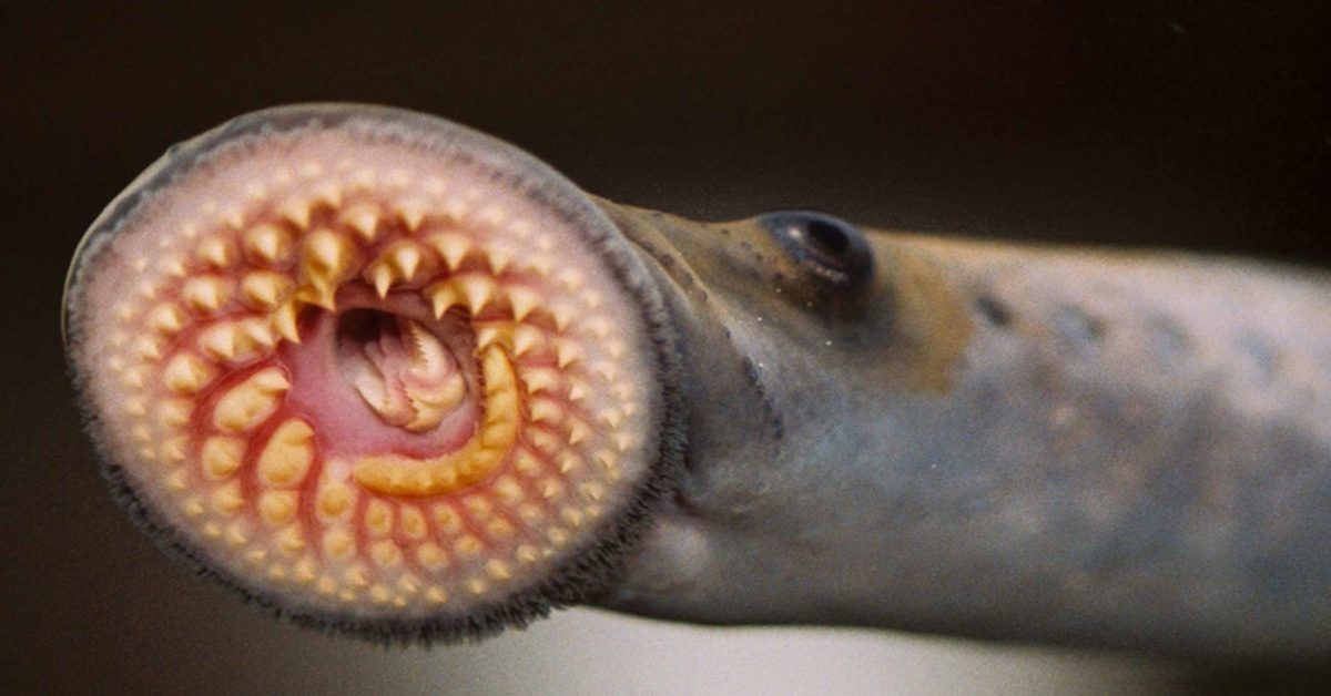 How a parasitic fish could help us fight brain cancer and stroke