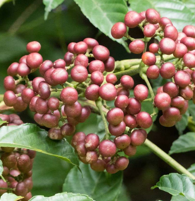 These 5 tropical plants may 'provide anticancer benefits' These 5 tropical plants may 'provide anticancer benefits'