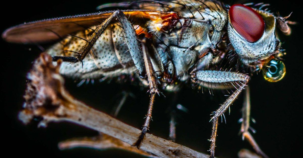 Hospital flies carry enough 'bugs' of their own to cause infection