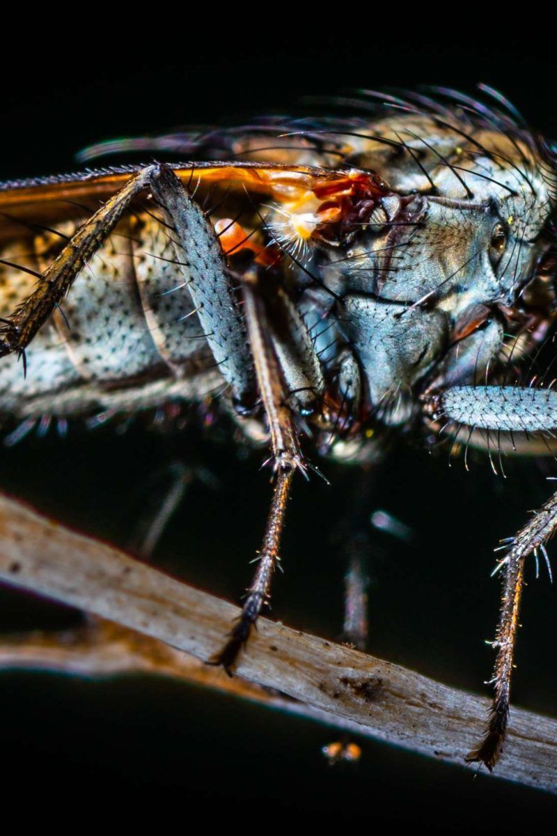 Hospital flies carry enough 'bugs' of their own to cause infection