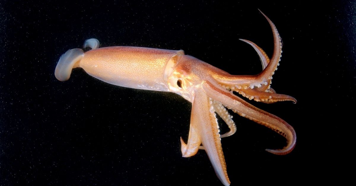 Do Squid Bite