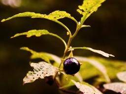Belladonna: Uses and risks