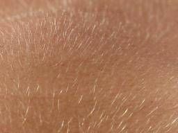 Vellus hair: Function and growth