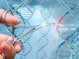 Gene editing technique reverses Huntington's in mouse model