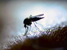 Yellow fever: Symptoms, causes, and prevention