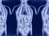 Organs In The Body Diagram And All You Need To Know