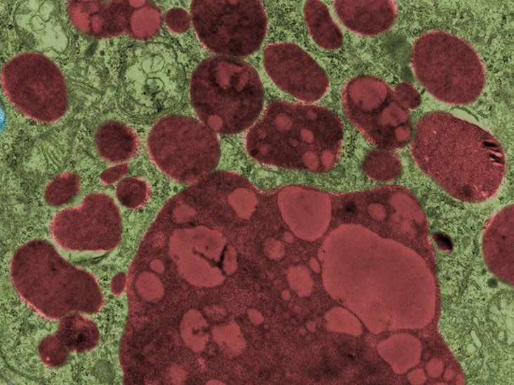 Vesicles: What are they? Types, structure, and function